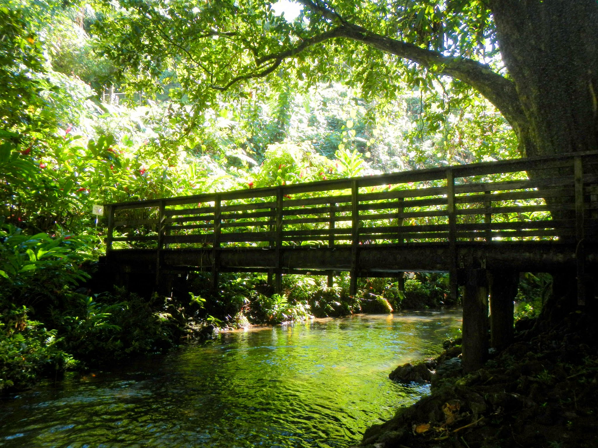 Walk to the Lower Tavoro Falls in Bouma National Park (Taveuni Island ...