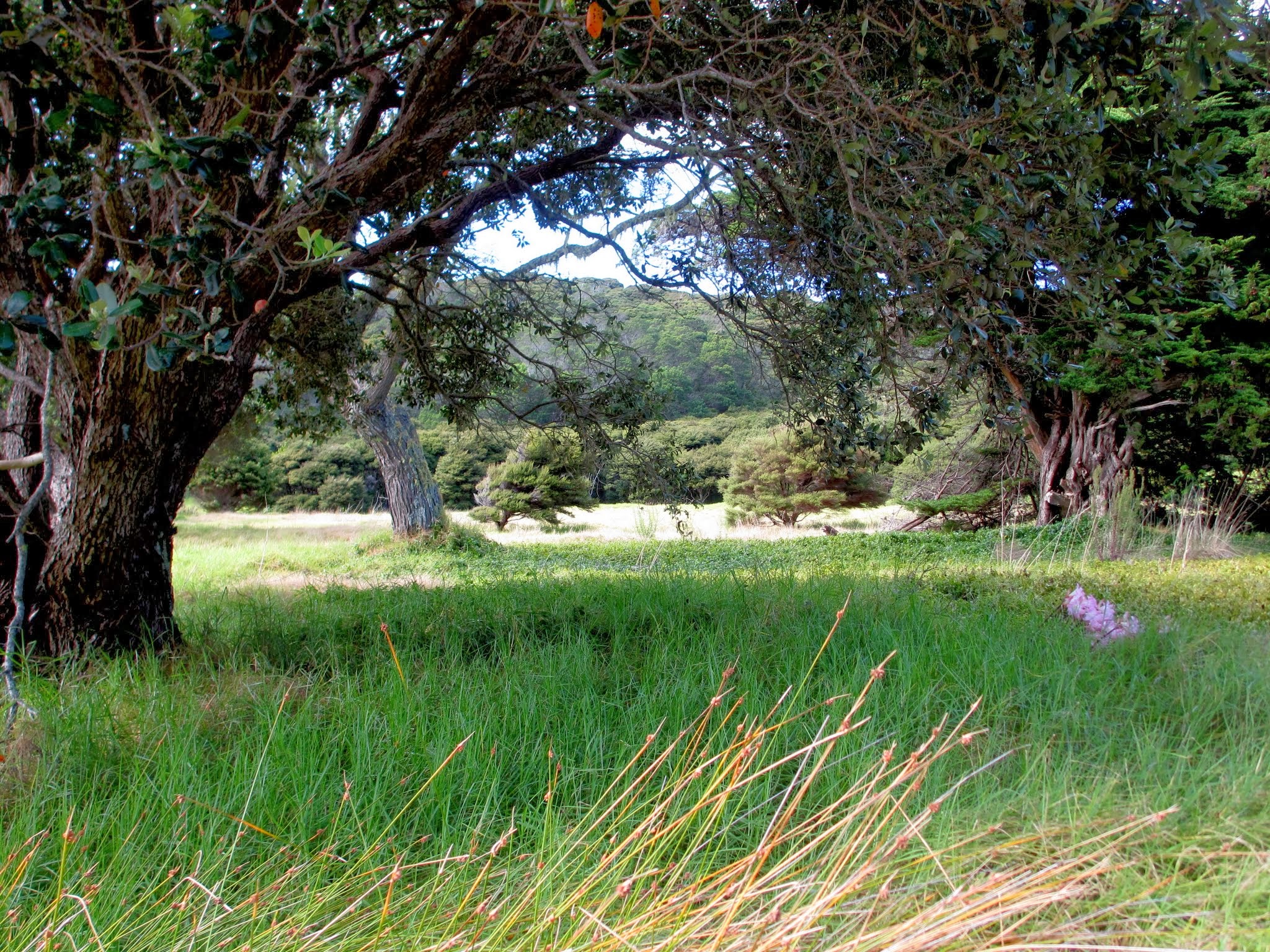 Bay of Islands: Hiking Around Motorua Island (New Zealand) – Two At Sea